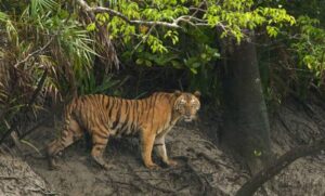 Sundarbans Tigress Sohani Dies After Companion’s Death